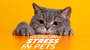 Reducing Stress in Pets - Pet Care - Daily Dose | NaturesPlus